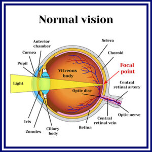 Seeing Eye To Eye Understanding How Vision Works | Blog